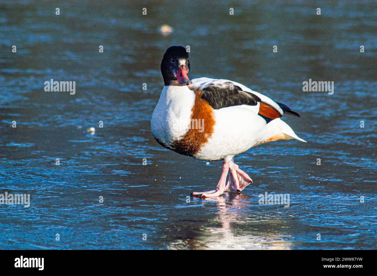 Wildfowl wetlands trust martin mere hi-res stock photography and images ...