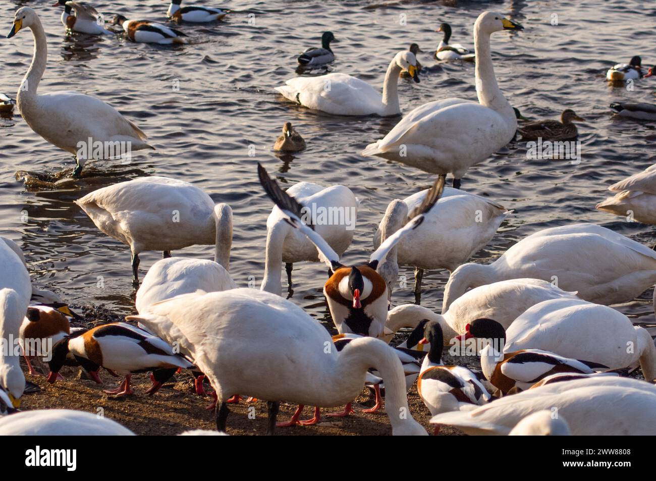 Martin Mere Wetland Centre, Wildfowl and Wetlands Trust. Burscough ...