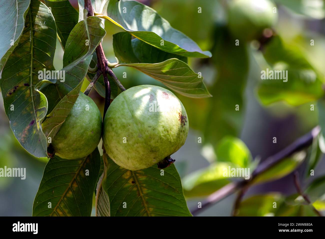 Green guava fruit hanging on tree in agriculture farm Stock Photo - Alamy