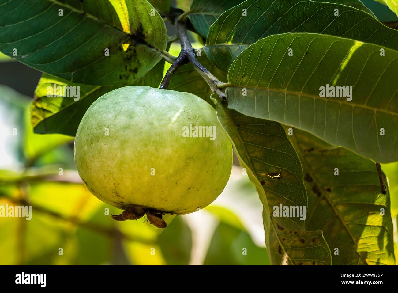 Green guava fruit hanging on tree in agriculture farm Stock Photo - Alamy
