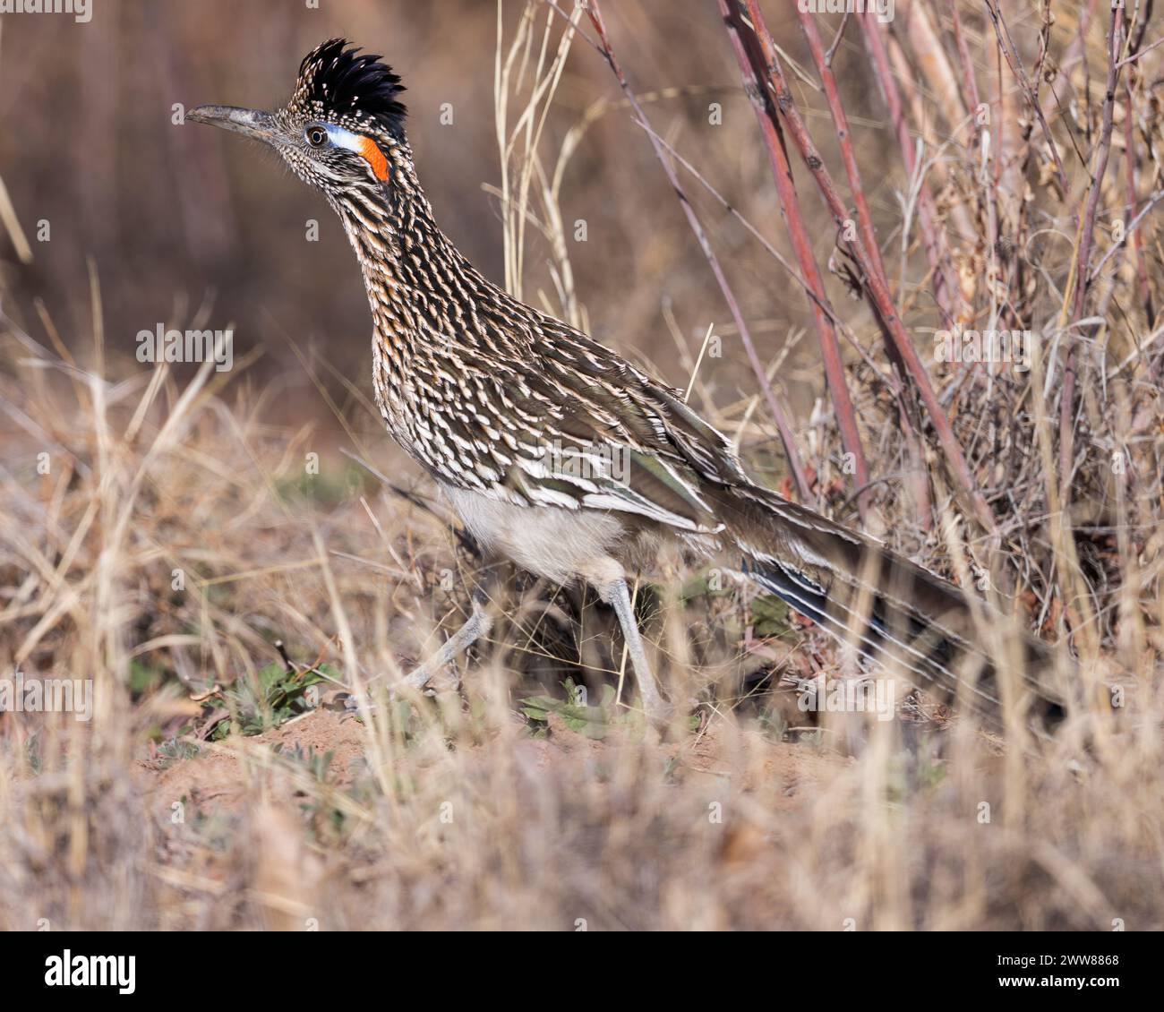 Native plants new mexico hi-res stock photography and images - Alamy