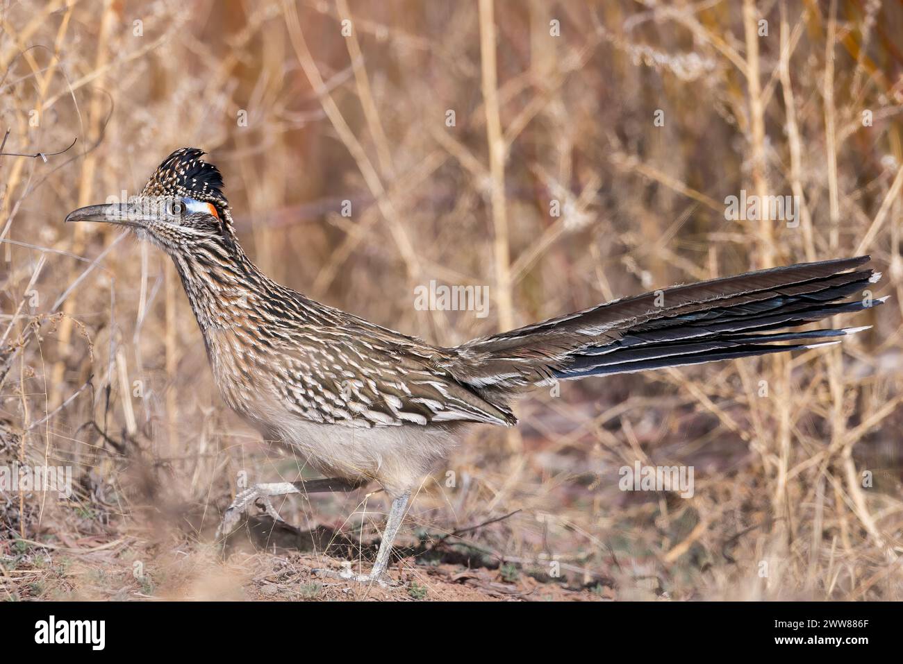 Swift predator hi-res stock photography and images - Alamy