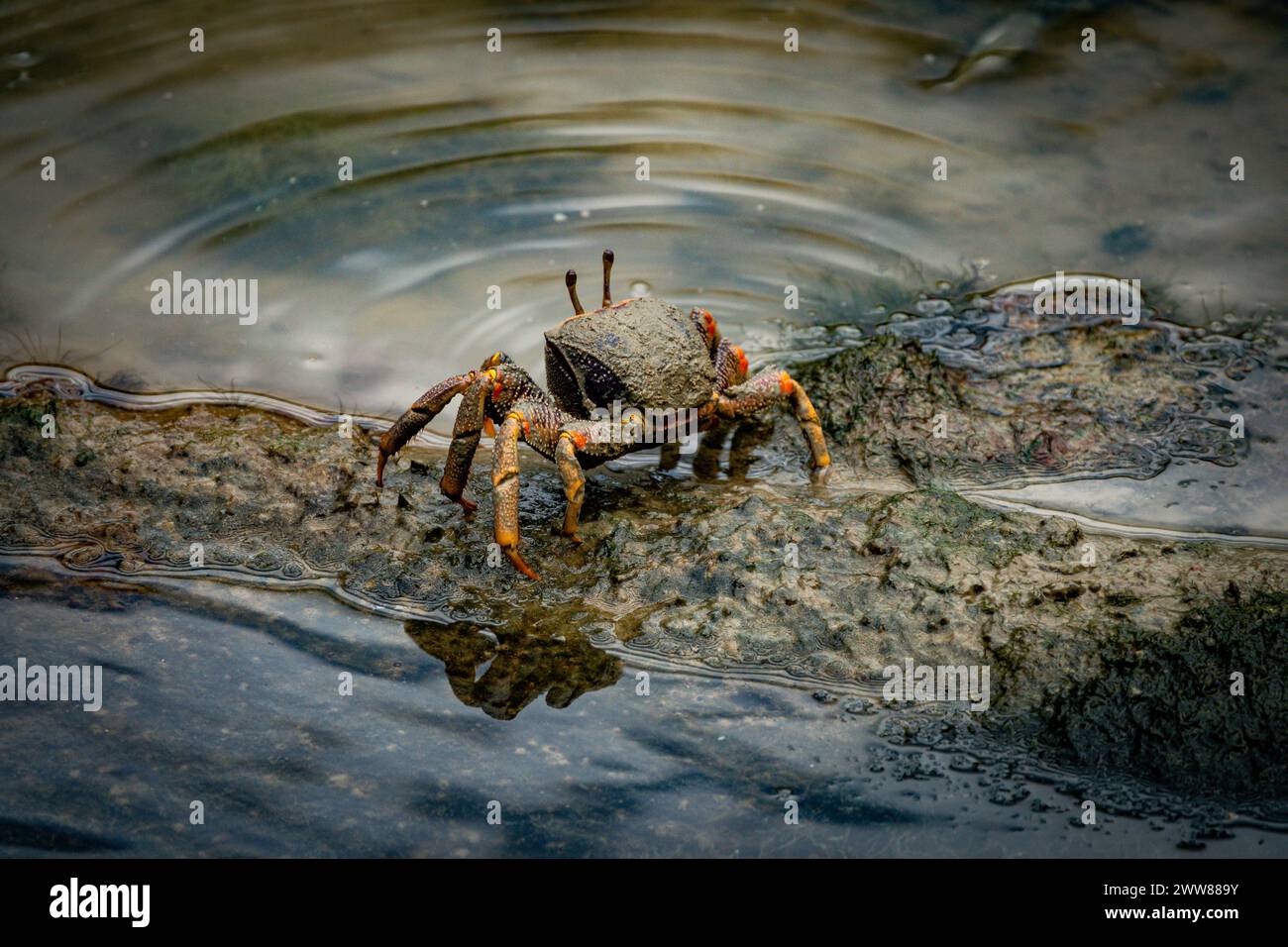 male fiddler crab in the mud with huge claw Stock Photo - Alamy