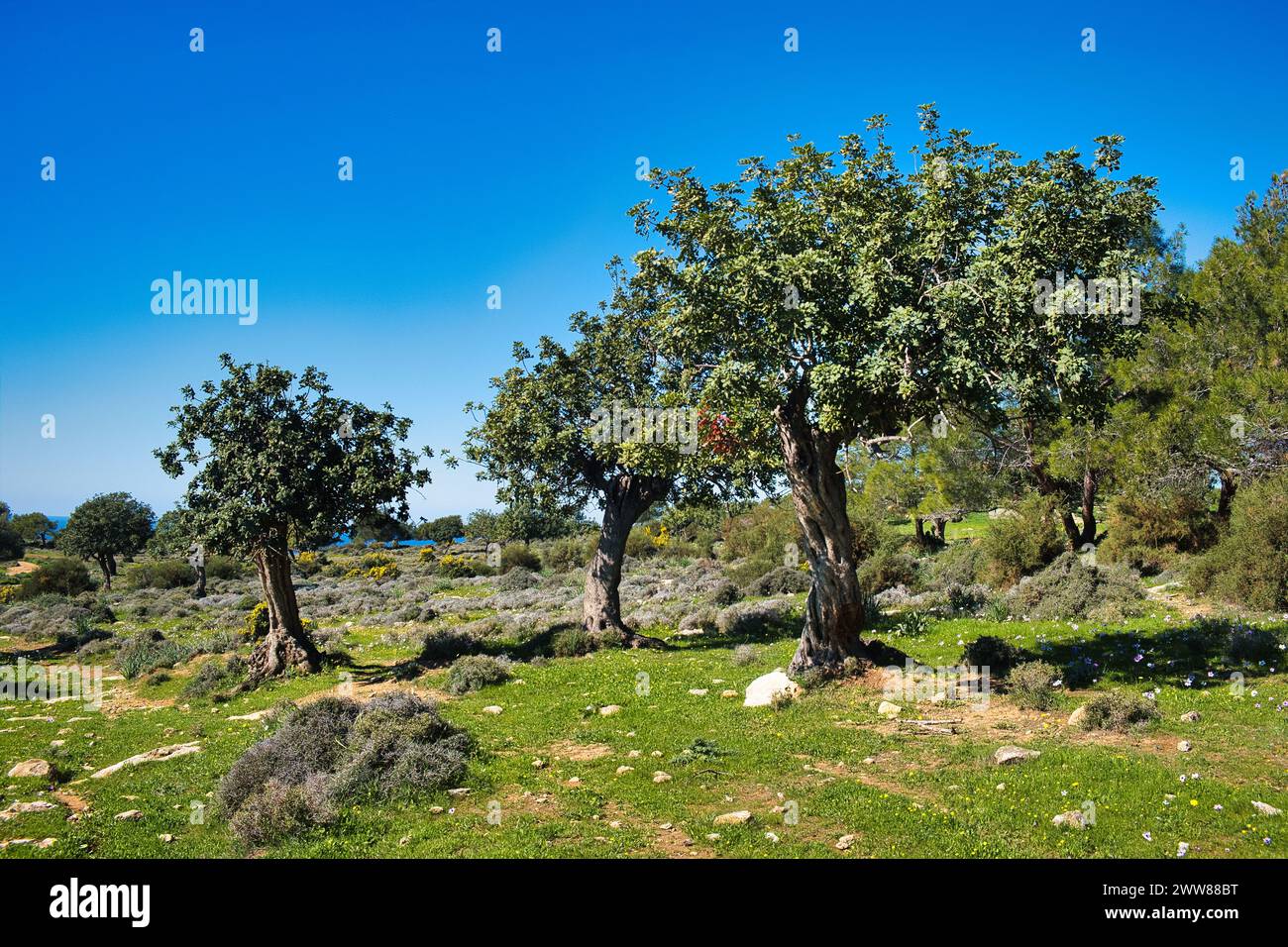 Carob trees in the open forest near Pissouri, border Paphos and ...