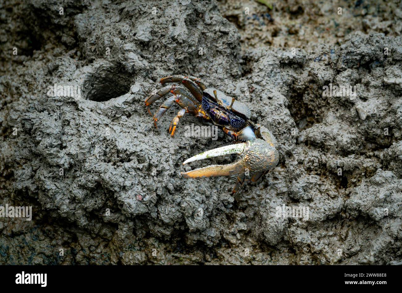 male fiddler crab in the mud with huge claw Stock Photo - Alamy