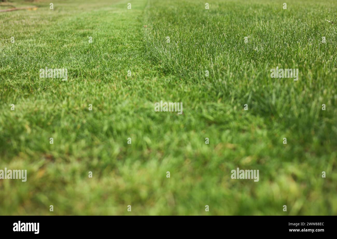 Close up of natural freshly cut bright green lawn grass, various sizes ...