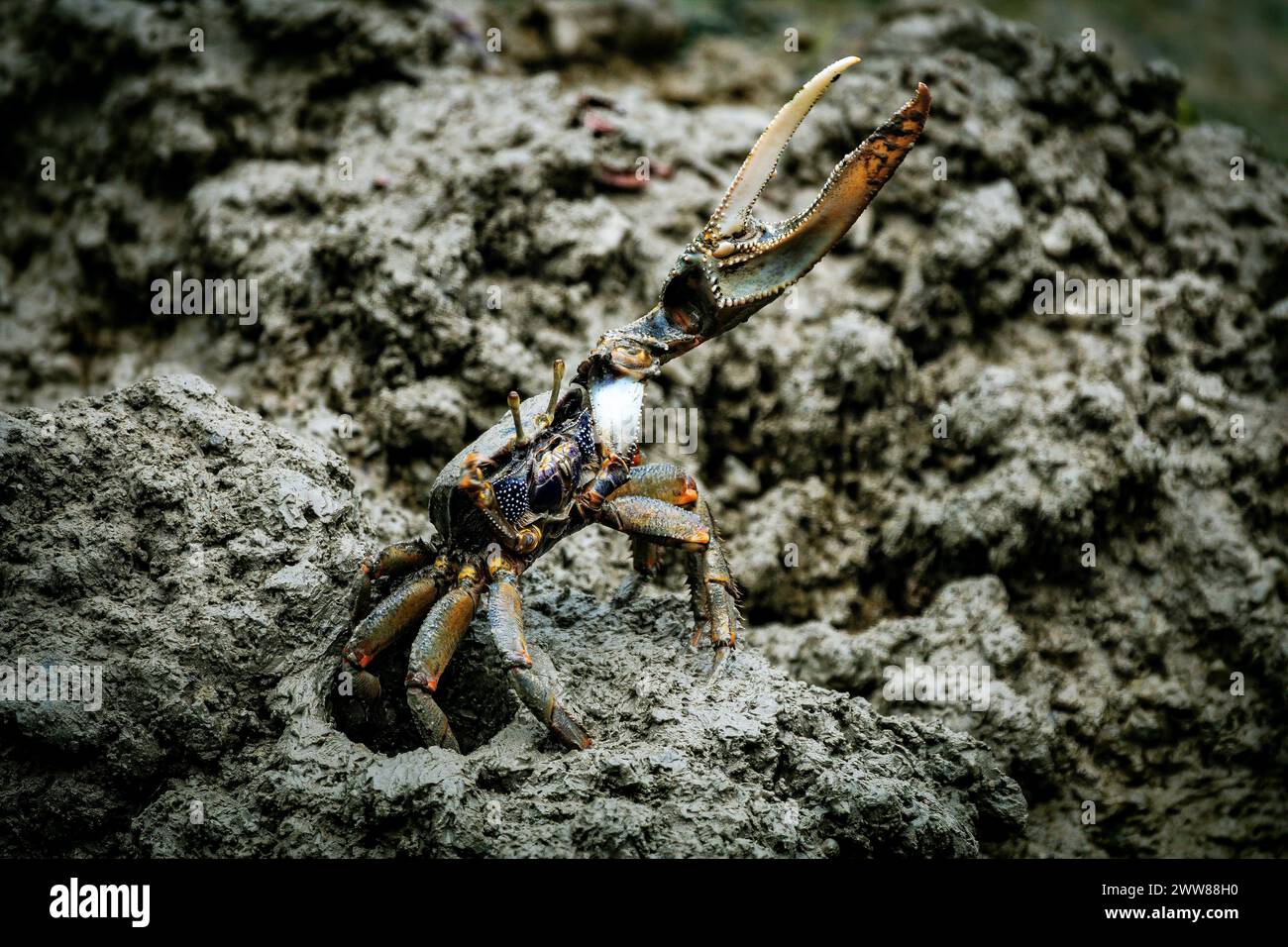 male fiddler crab in the mud with huge claw Stock Photo - Alamy
