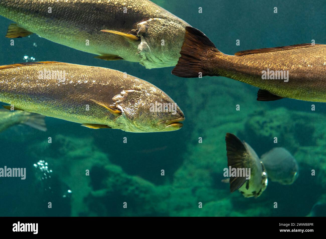 Big various fishes swimming in sea aquarium Stock Photo - Alamy