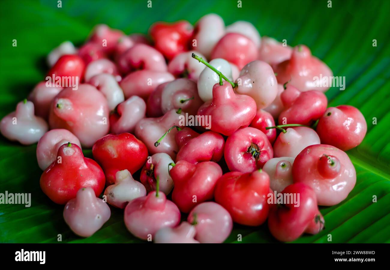 Red rose apple in green background Stock Photo - Alamy