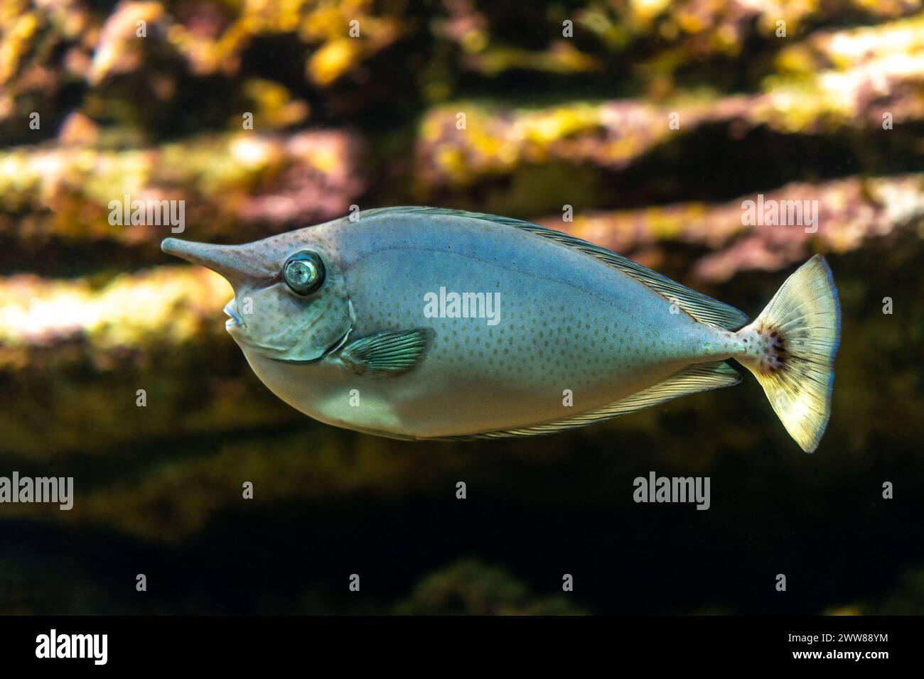 Unicorn fish aquarium hi-res stock photography and images - Alamy
