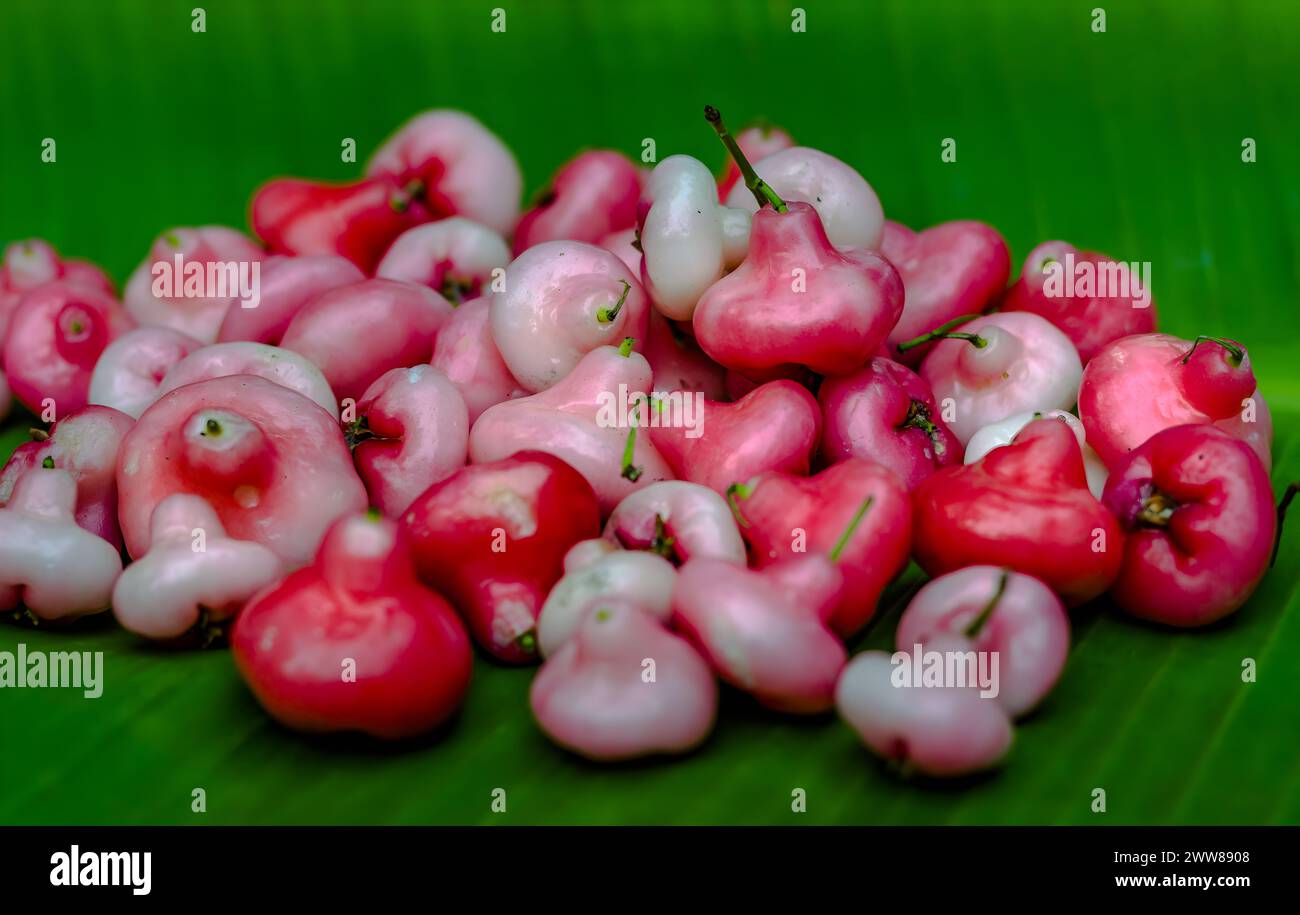 Red rose apple in green background Stock Photo - Alamy
