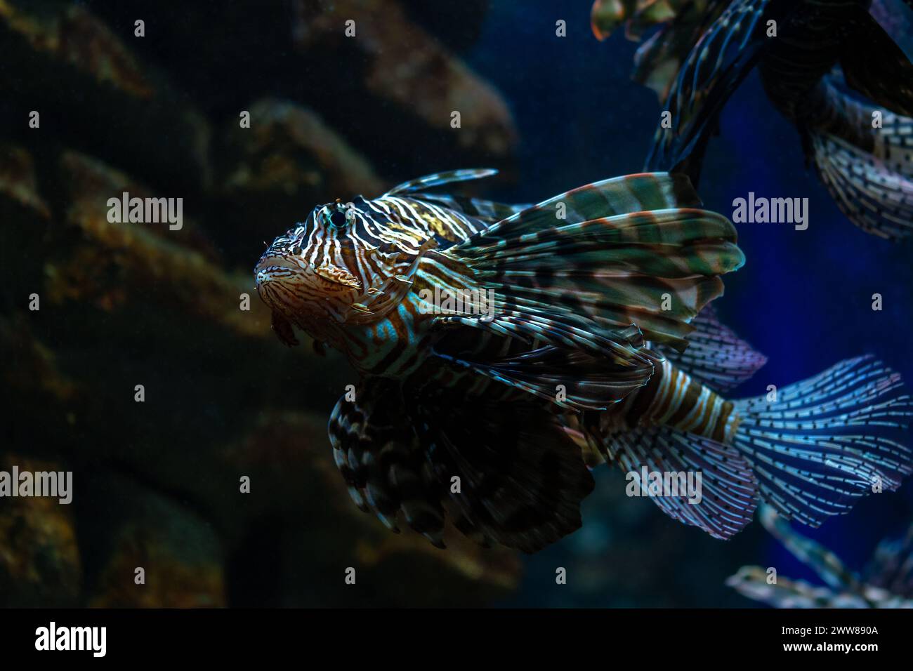 Portrait of a lionfish, or devil firefish, swimming on a blue water ...