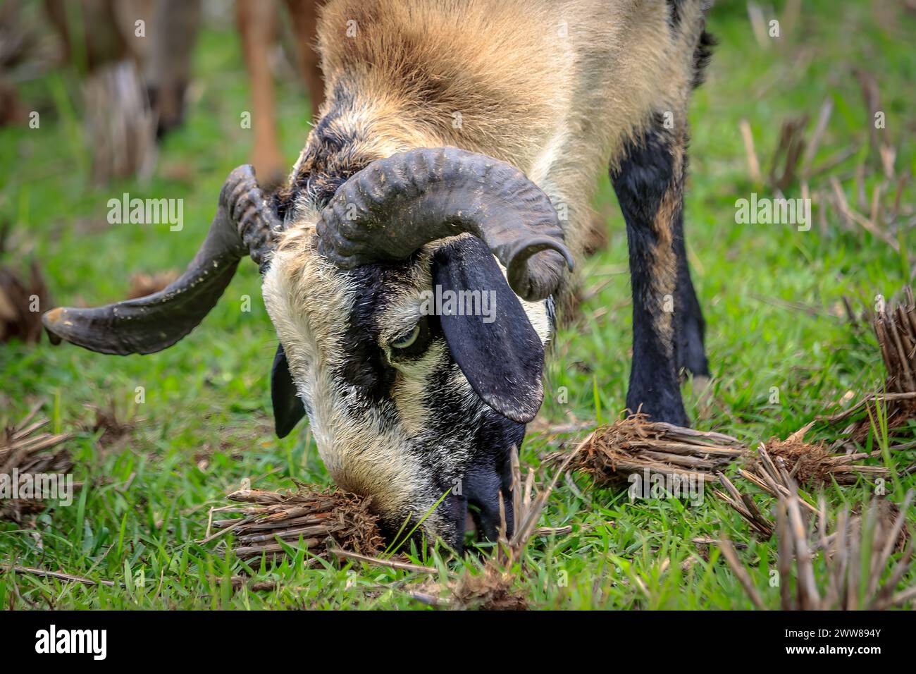 Long horn white goat hi-res stock photography and images - Alamy