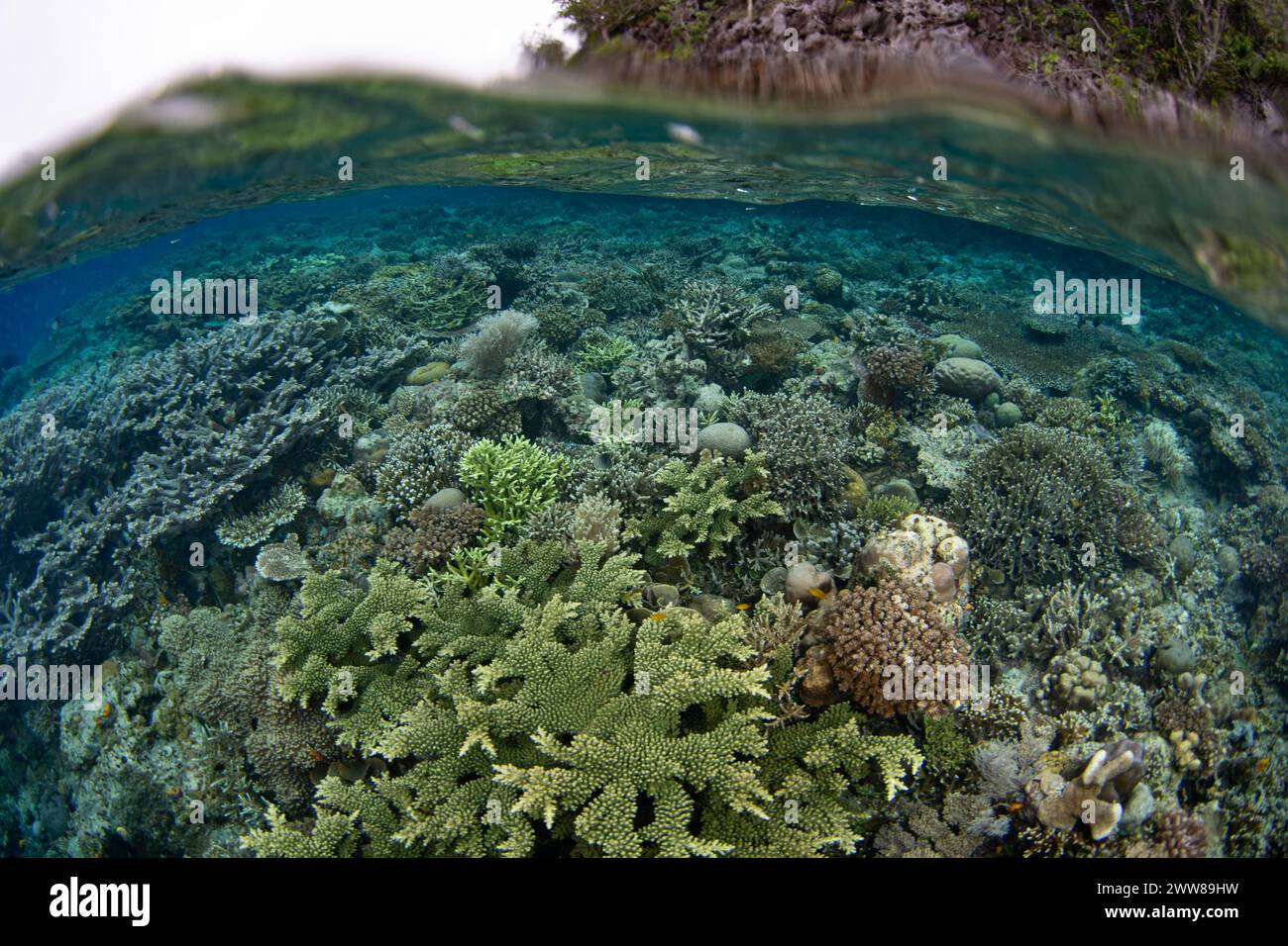 Corals compete for space to grow on a biodiverse reef in Raja Ampat ...