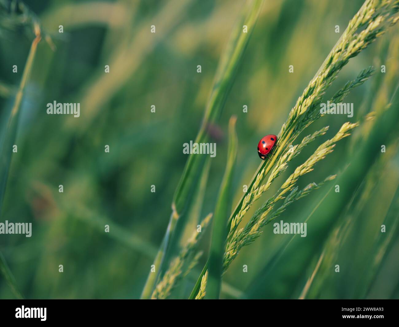 Green grass & ladybug Stock Photo - Alamy