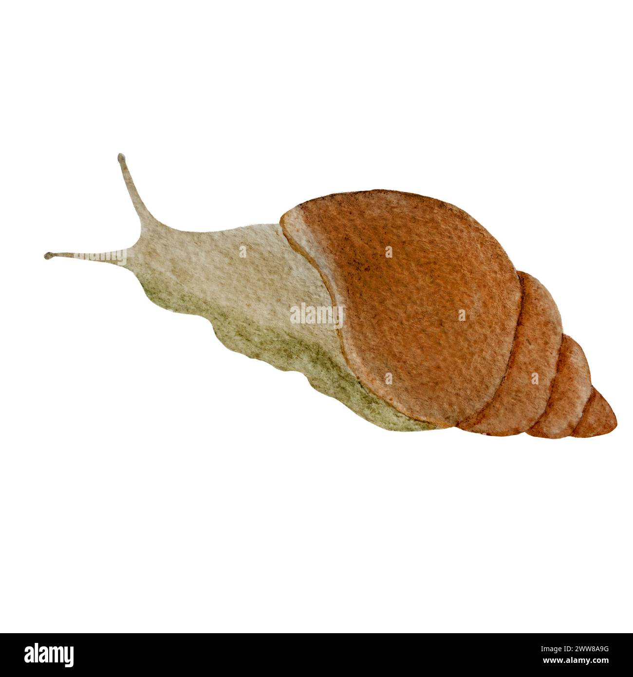 Snail watercolor flat illustration isolated on white Stock Photo - Alamy