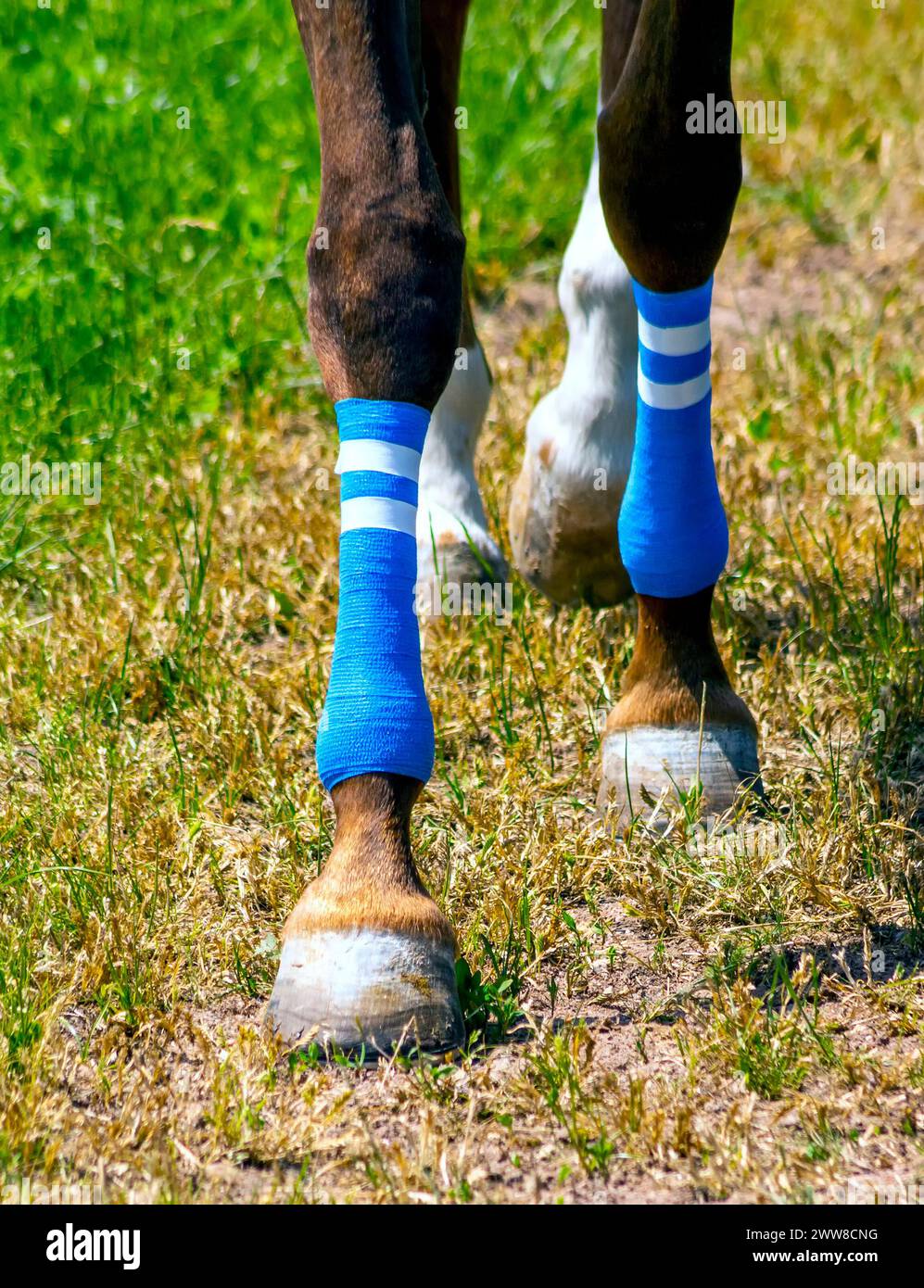 Hoof arabian horse hi-res stock photography and images - Alamy