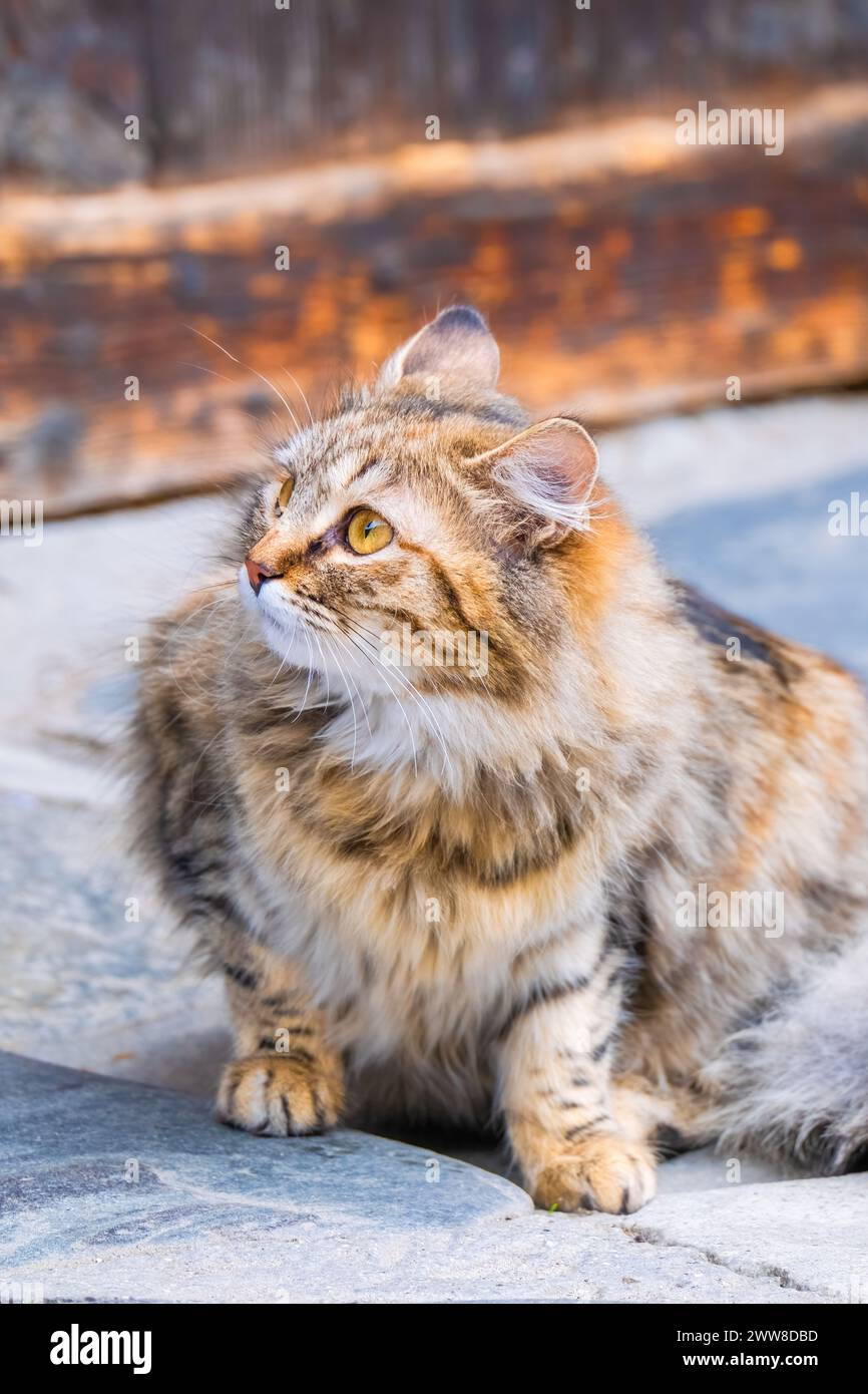 Street Cat, close portrait, wildlife animals, urban cat Stock Photo - Alamy