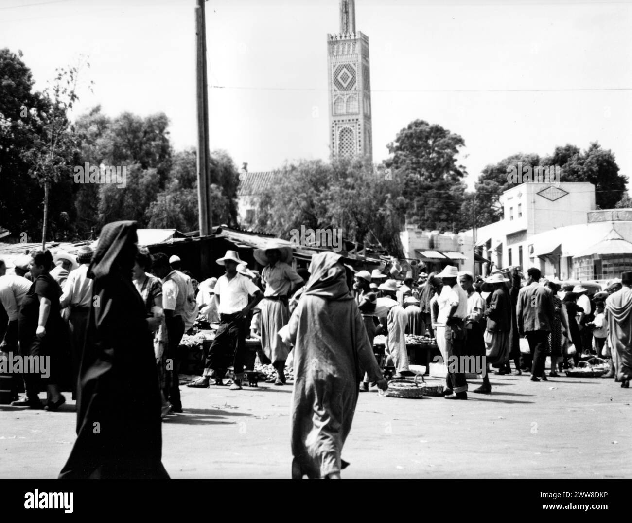 Orange Tangier Birds