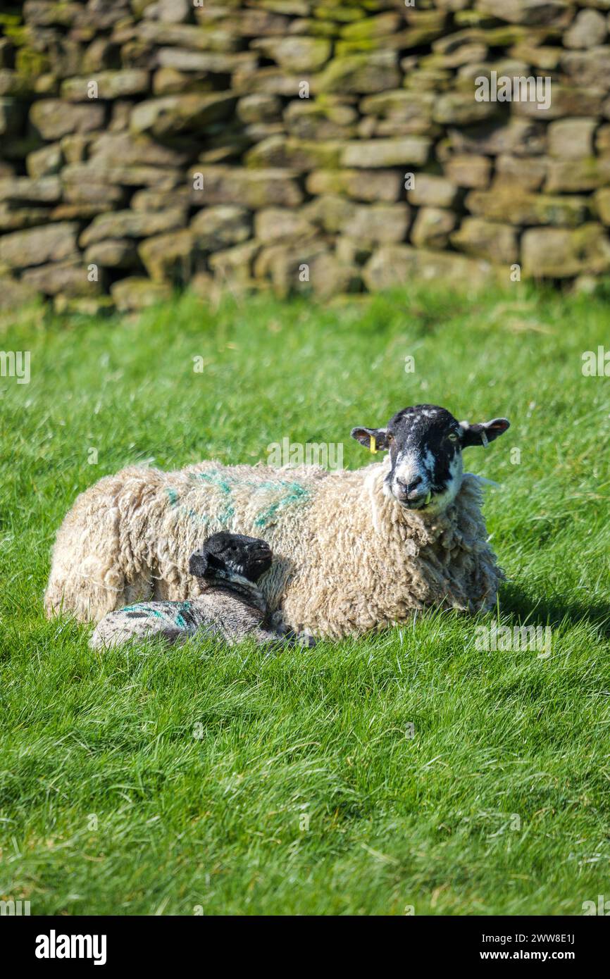 Lambs and sheep sunbathe in the spring sunshine in North Yorkshire ...