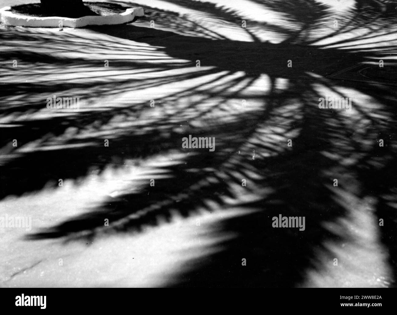 Shadow of a palm tree, Tangier, Morocco Stock Photo - Alamy