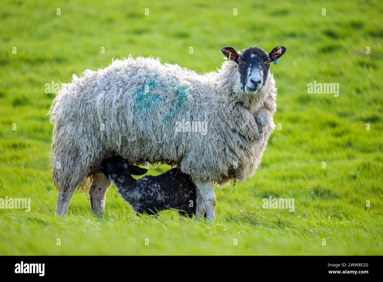 Lambs and sheep sunbathe in the spring sunshine in North Yorkshire ...