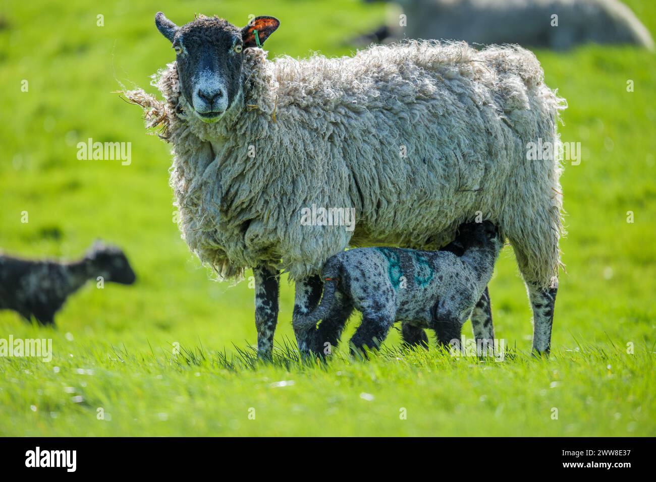 Lambs and sheep sunbathe in the spring sunshine in North Yorkshire ...