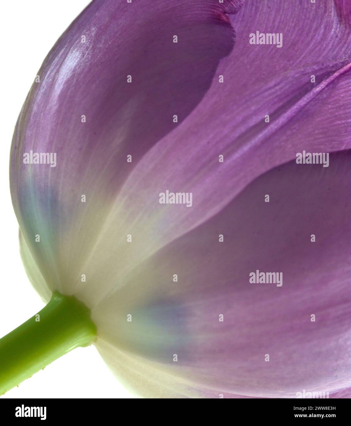 Back of purple tulip flower and stem Stock Photo - Alamy