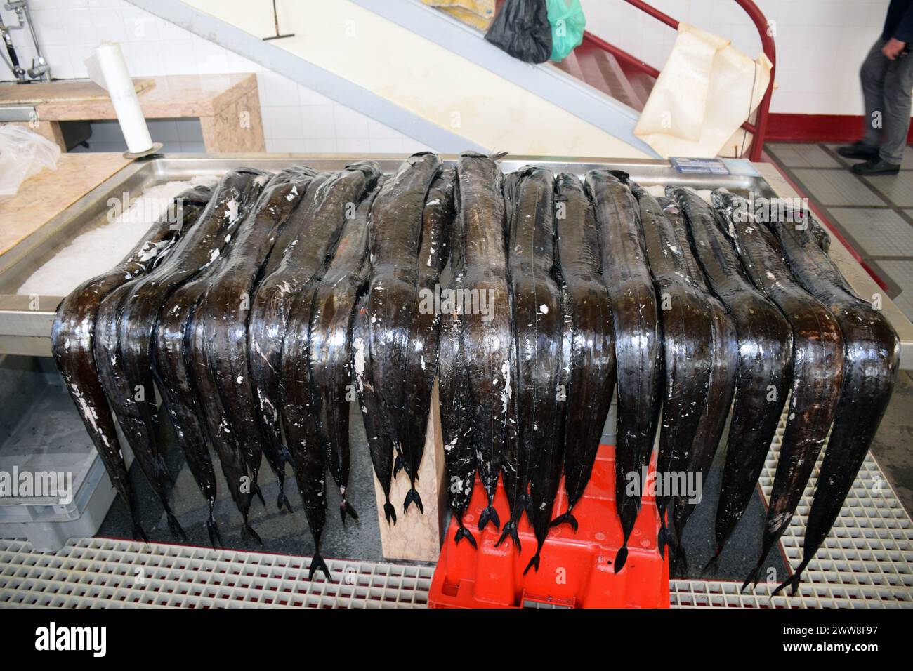 Black scabbardfish Inside Mercado dos Lavradores, central market ...