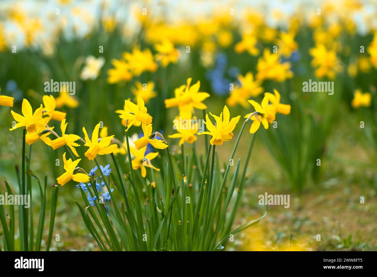 Daffodils at Easter time on a meadow. Yellow flowers shine against the ...