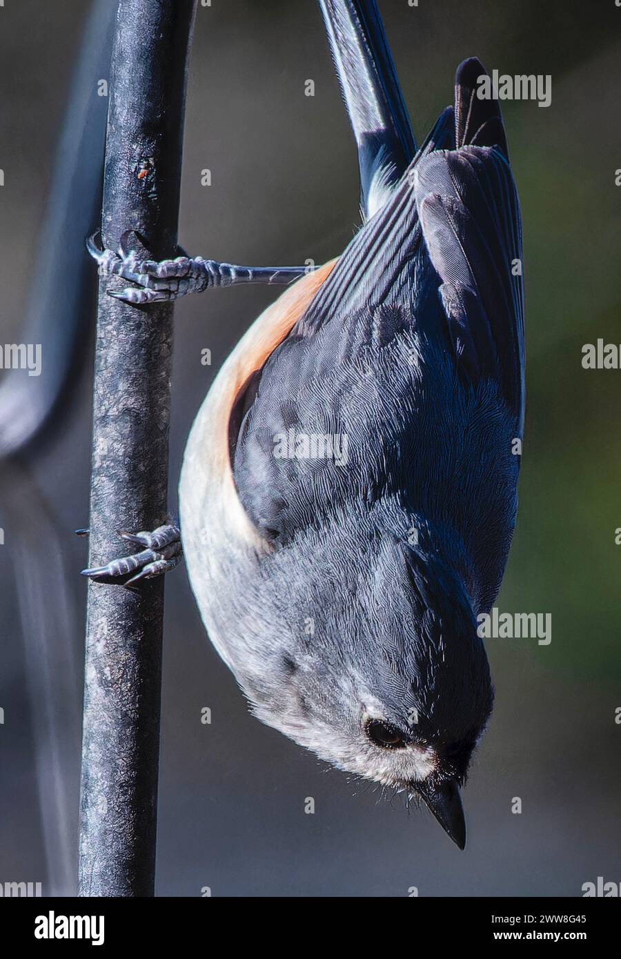 Tufted titmouse on garden hi-res stock photography and images - Alamy