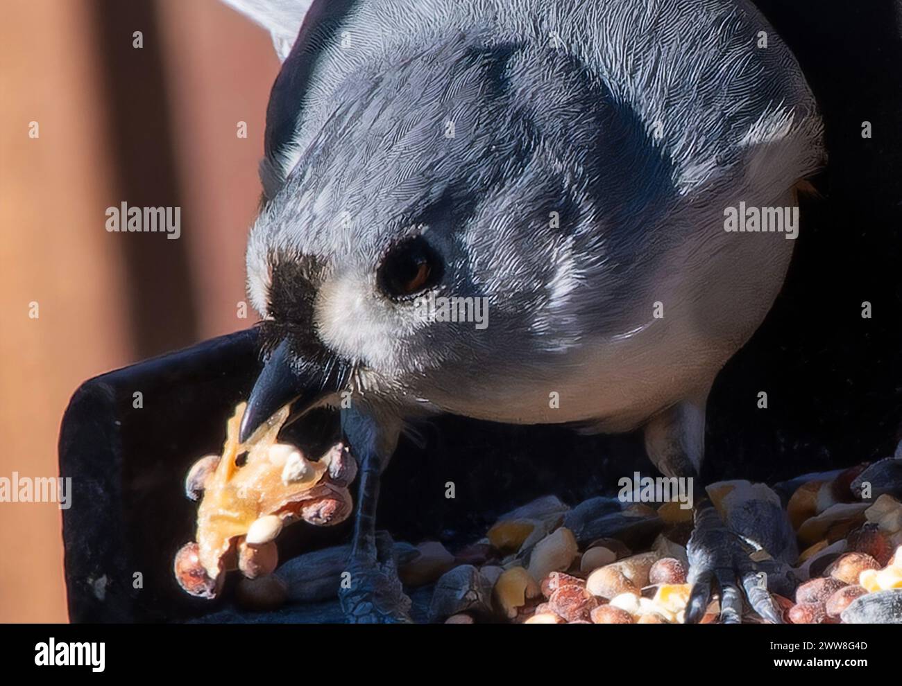 Titmouse with peanut hi-res stock photography and images - Alamy