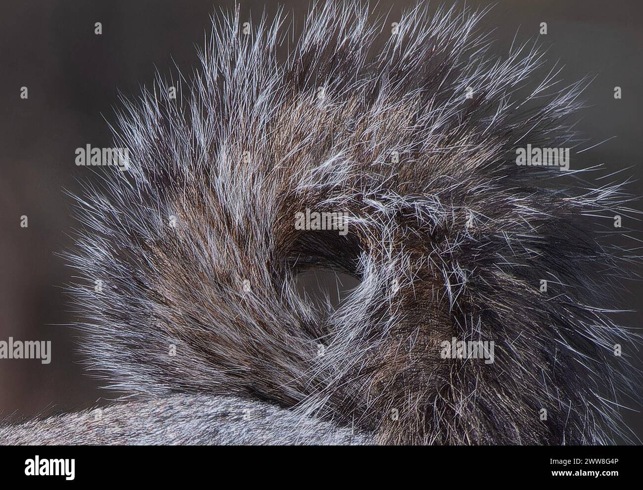 Tail coiled hi-res stock photography and images - Alamy
