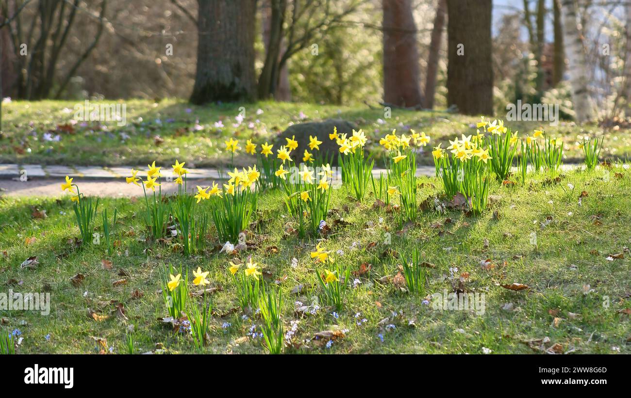 Daffodils at Easter time on a meadow. Yellow flowers shine against the ...