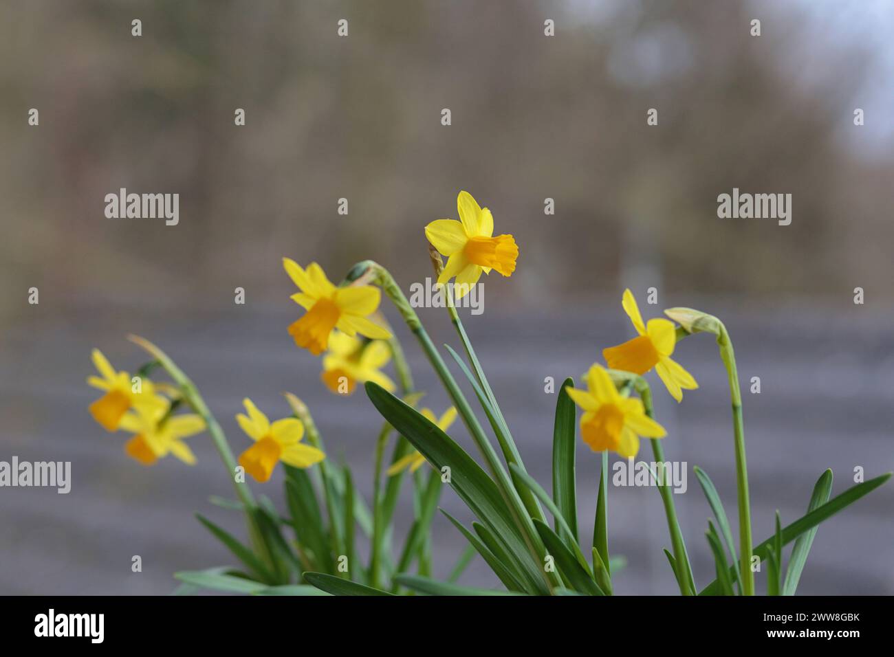 Easter daffodils hi-res stock photography and images - Alamy