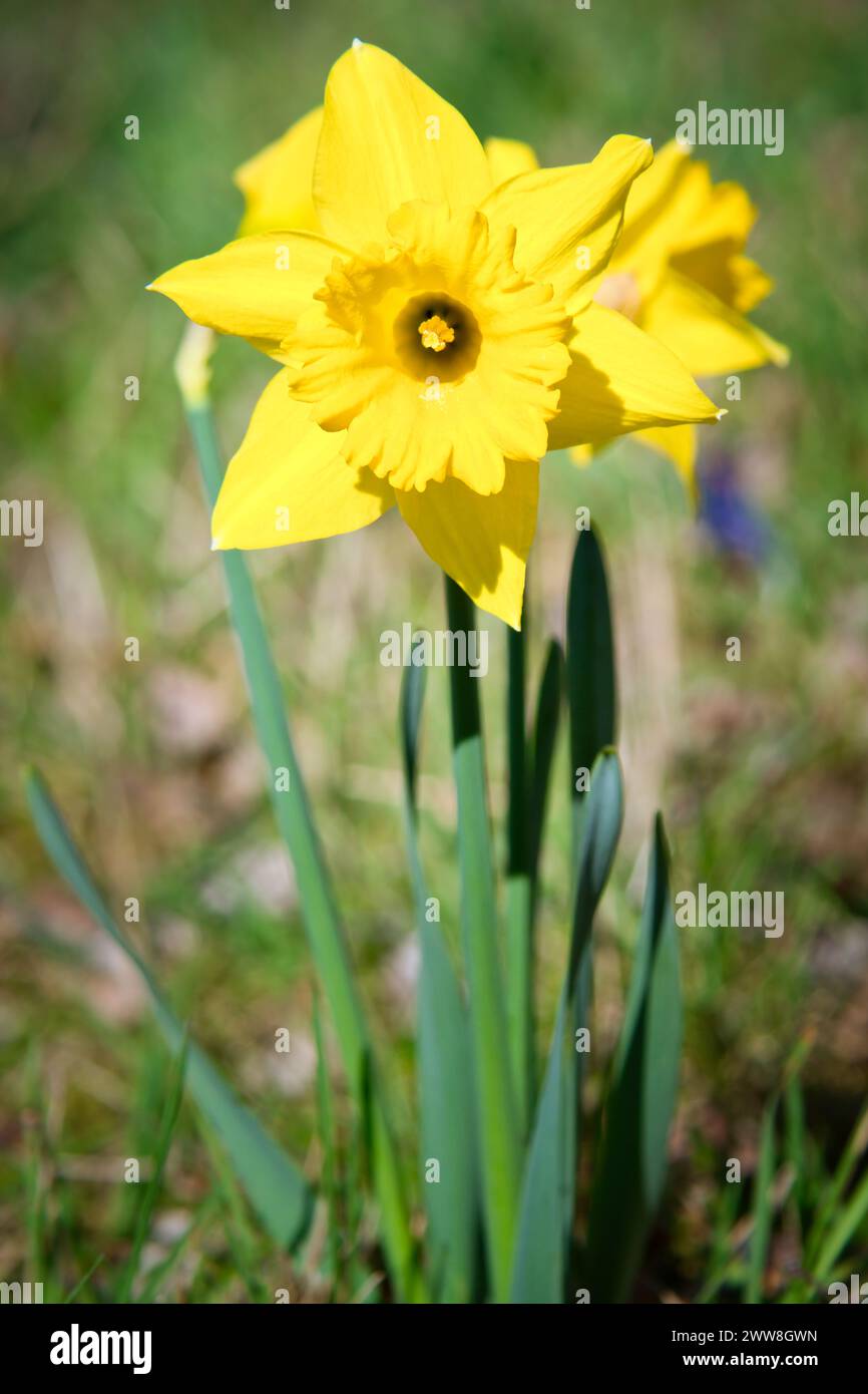 Daffodils at Easter time on a meadow. Yellow flowers shine against the ...
