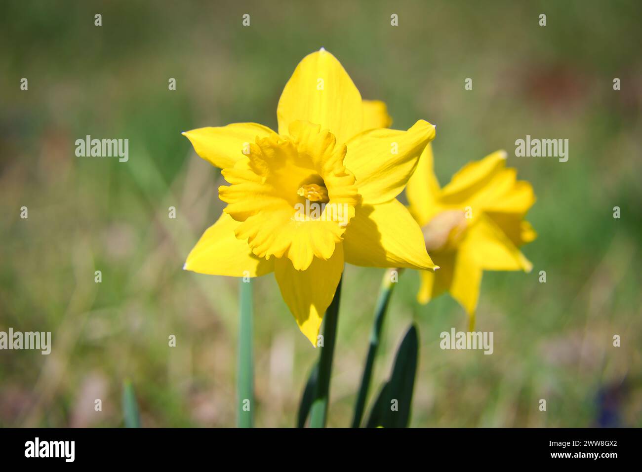 Daffodils at Easter time on a meadow. Yellow flowers shine against the ...
