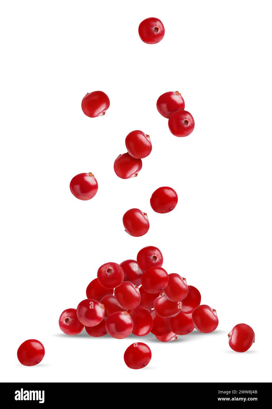Fresh red cranberries falling onto pile against white background Stock ...