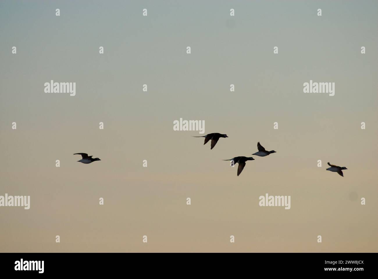 Long tail Clangula hyemallis old squaw ducks seabirds over ice and lead ...