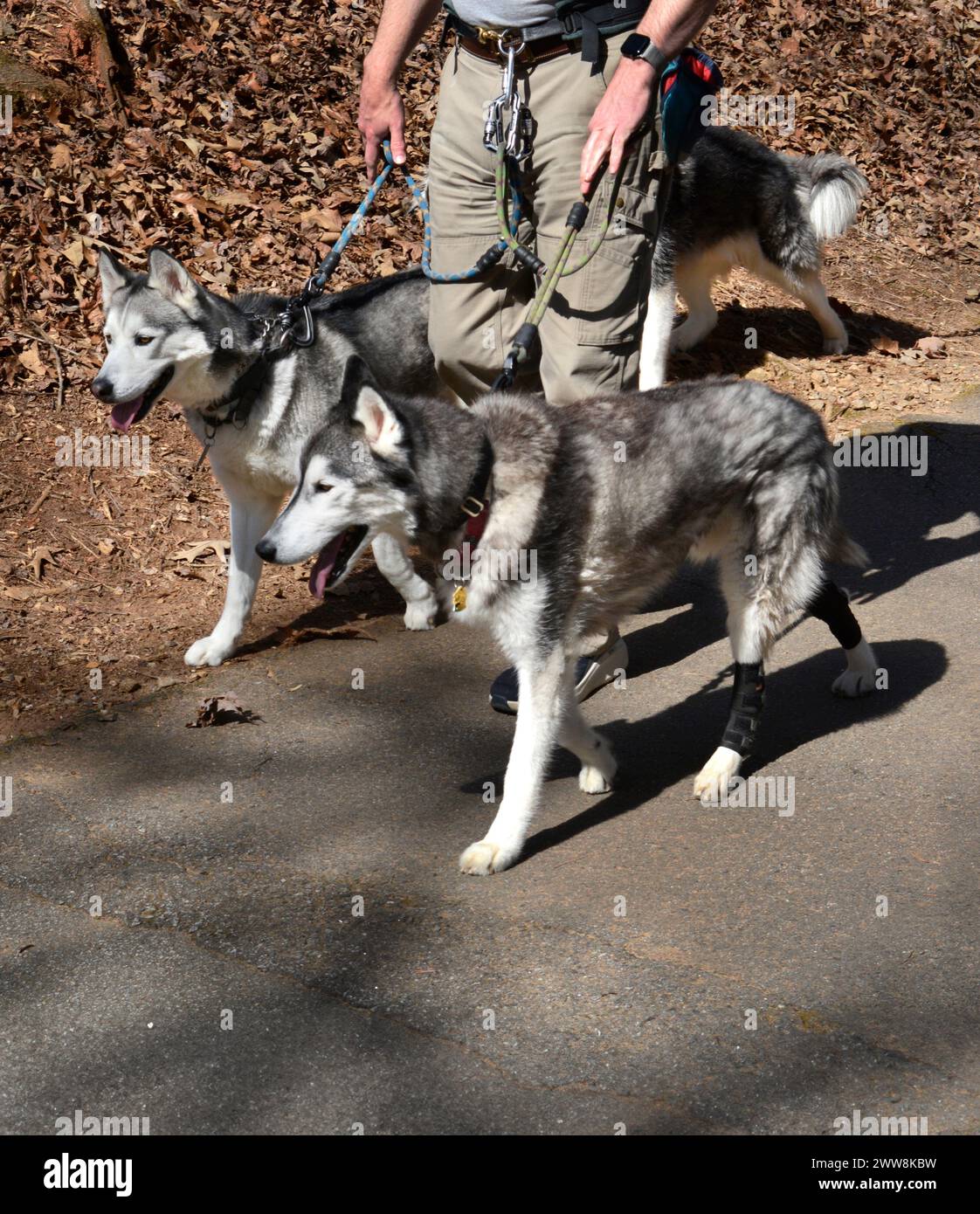A man in Asheville, North Carolina, walks his Siberian Huskies, a ...