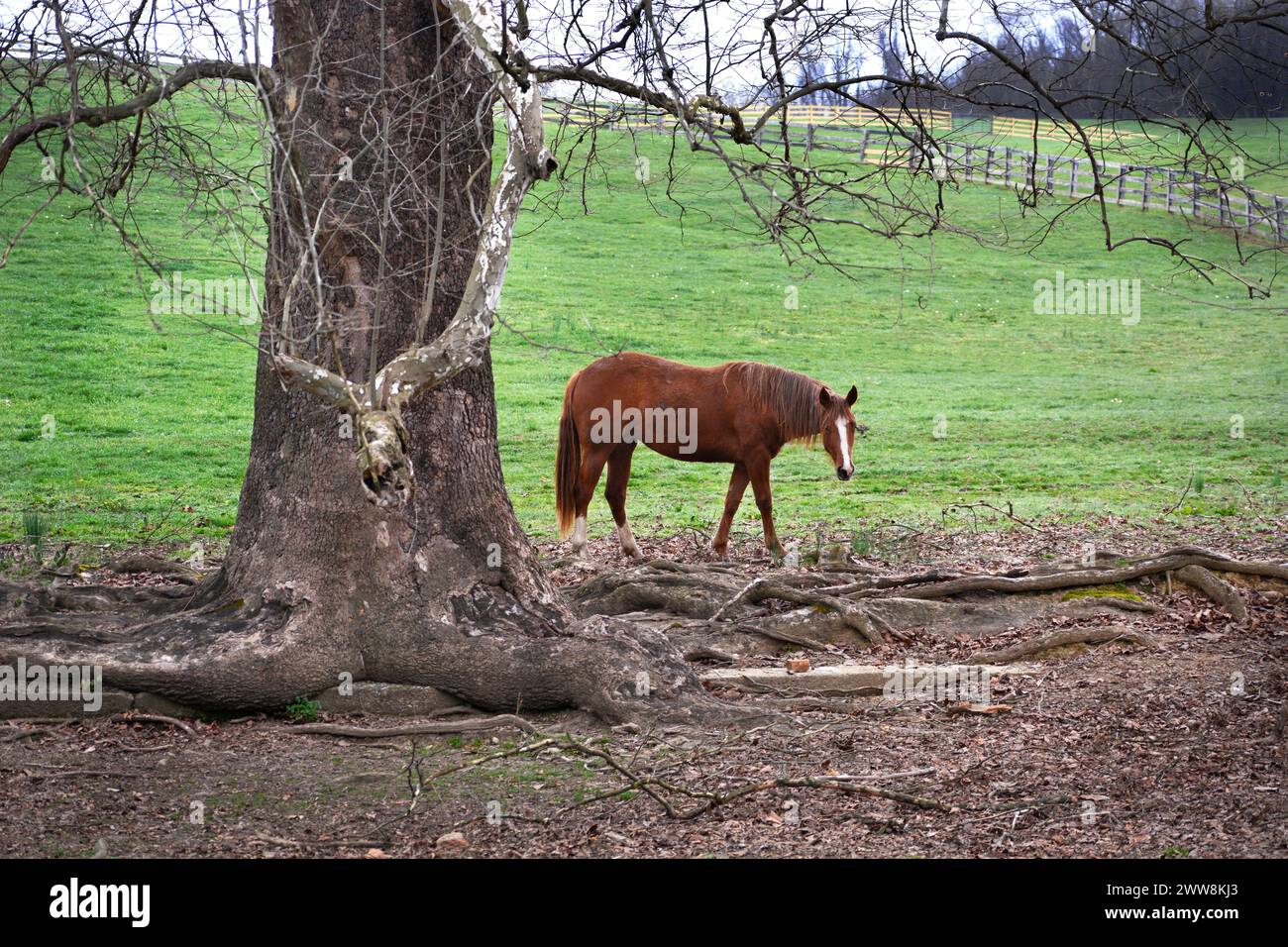 Virginia horse pasture hi-res stock photography and images - Alamy