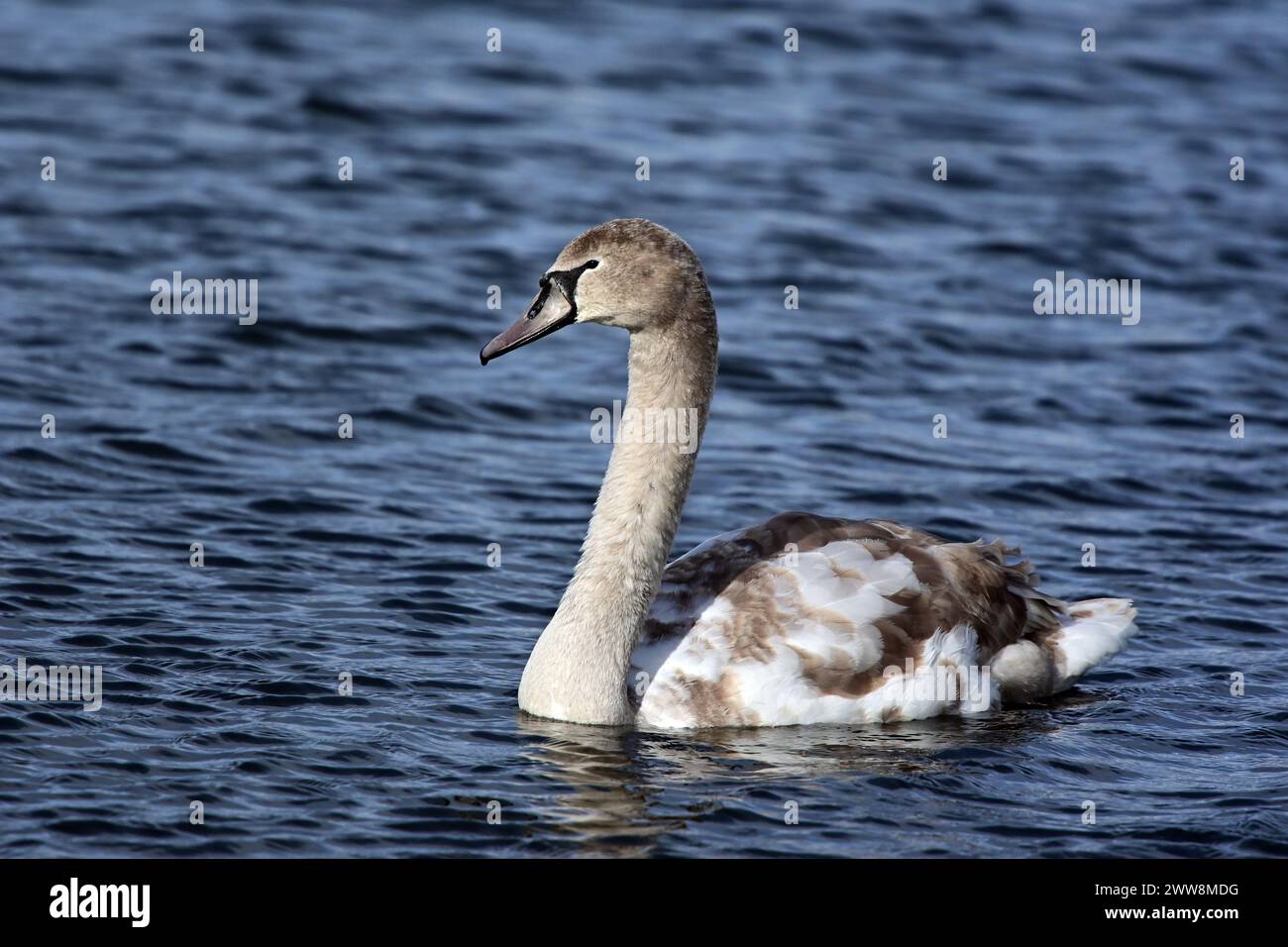 1st year swan hi-res stock photography and images - Alamy