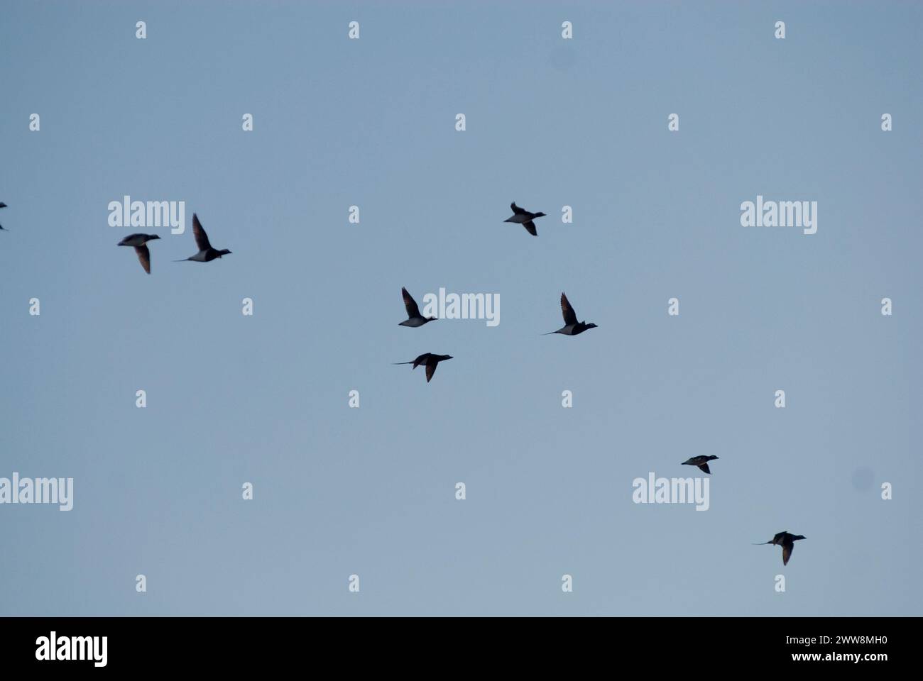 Long tail Clangula hyemallis old squaw ducks seabirds over ice and lead ...