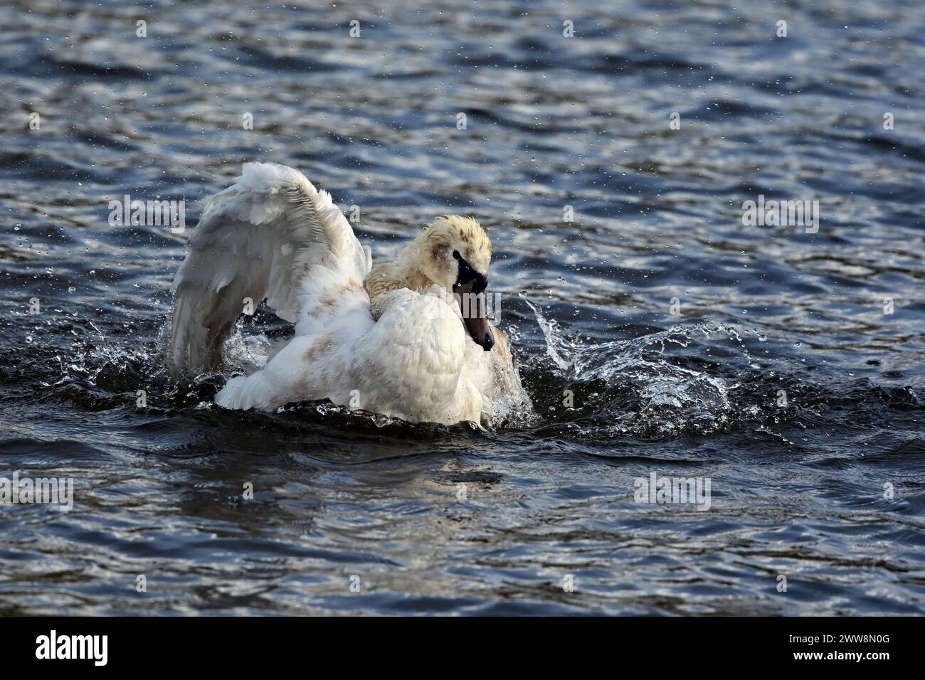 1st year swan hi-res stock photography and images - Alamy