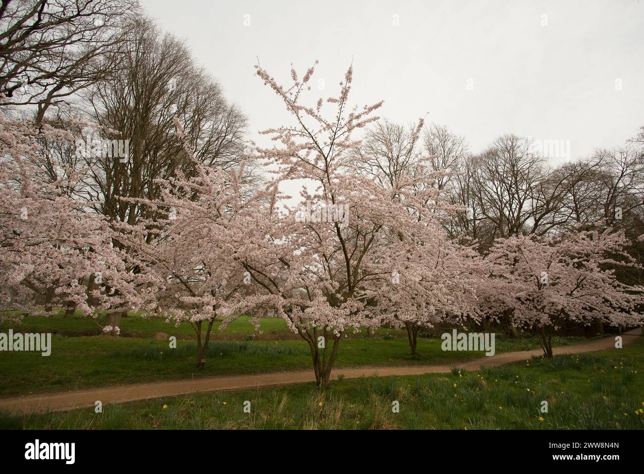 plants in a garden Stock Photo - Alamy