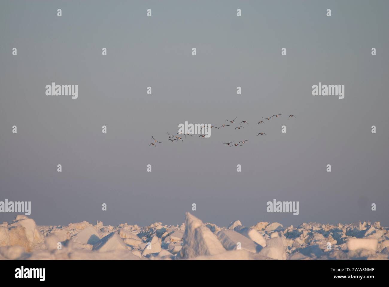 King eider Somateria spectabilis ducks in flight over open lead Chukchi ...