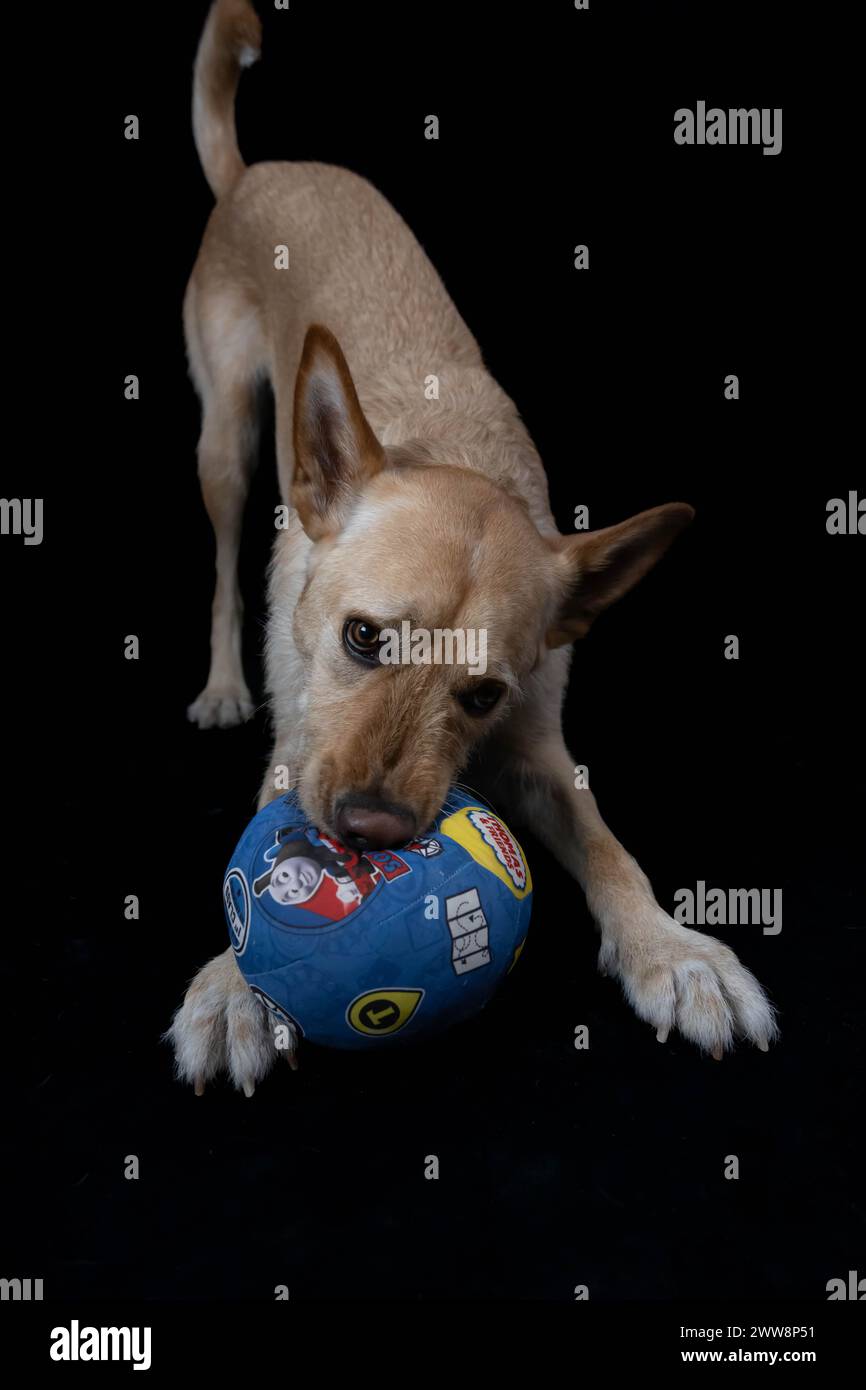 Criollo dog hi-res stock photography and images - Alamy