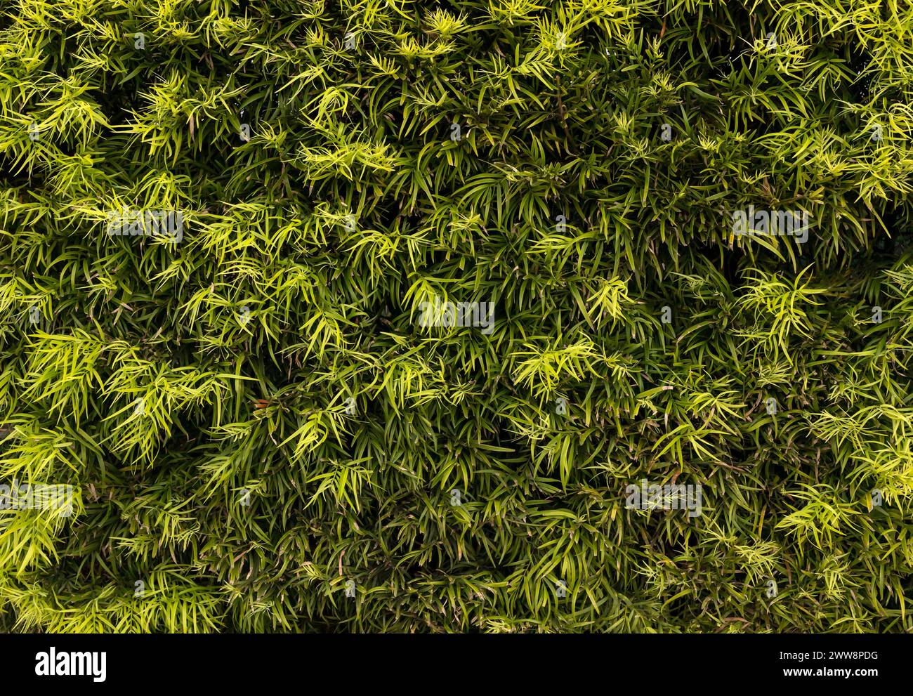 Bright Bamboo Green Leaves Background, Texture. Fresh Summer Natural ...