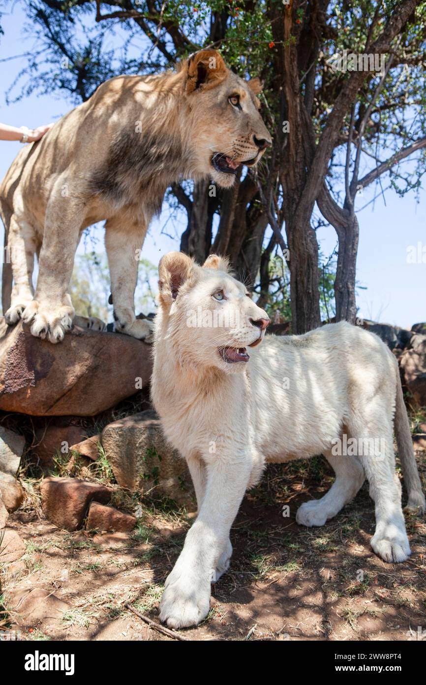 Young Lions at the lion park in South Africa Stock Photo - Alamy