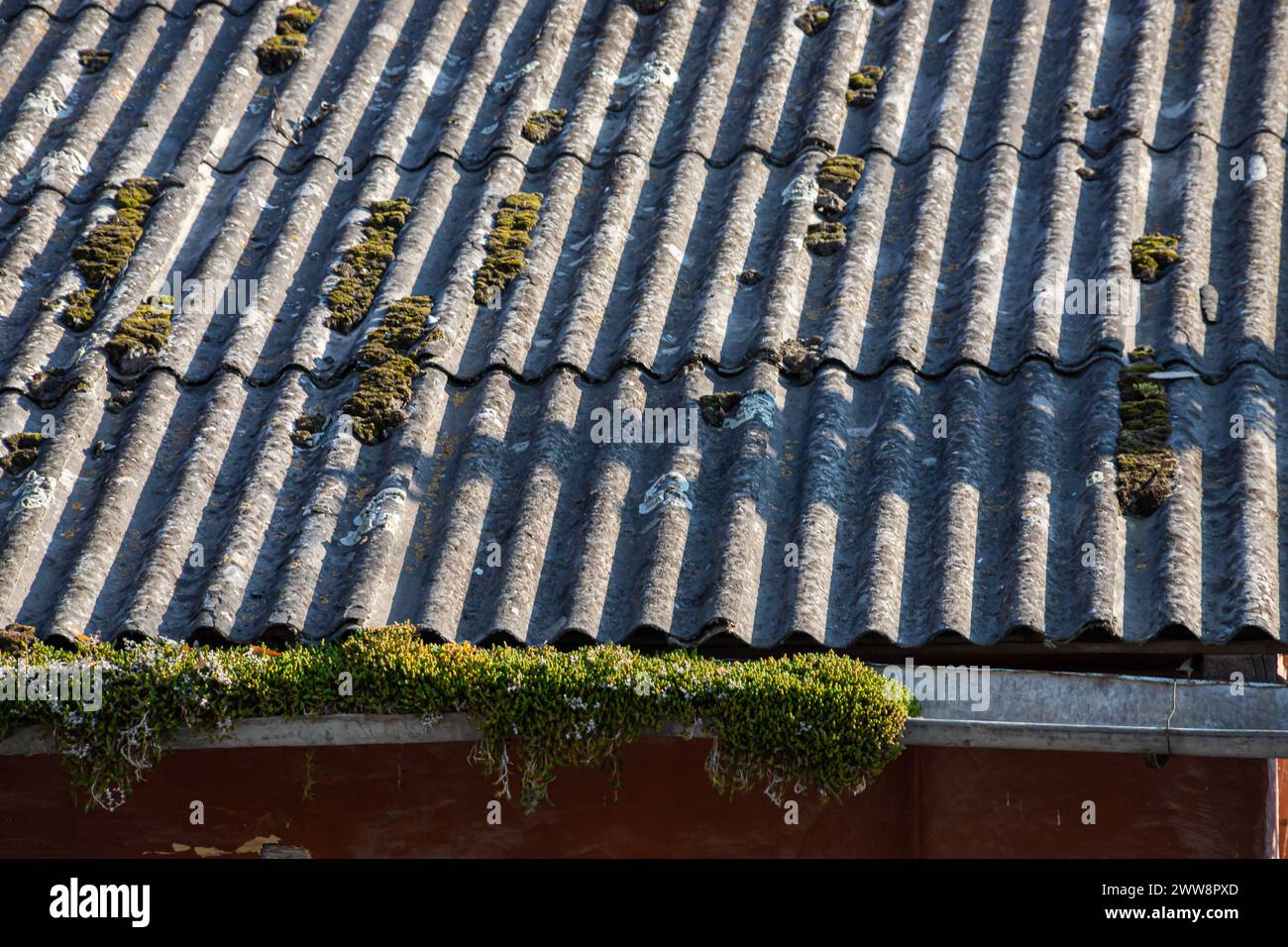 Old and covered with moss wavy roof slates covers the barn Stock Photo ...